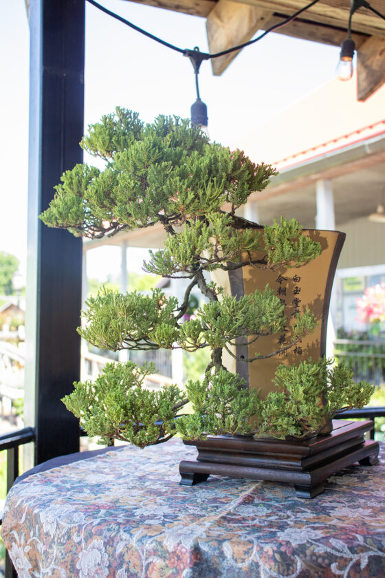 Ki No Kaze Bonsai Club hosts hands-on workshop at Scot’s Marketplace ...